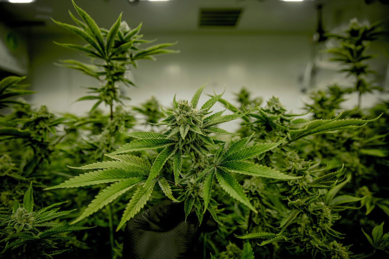 Spanberger Vetoes Virginia Cannabis Retail Bills, Leaving Market in ...